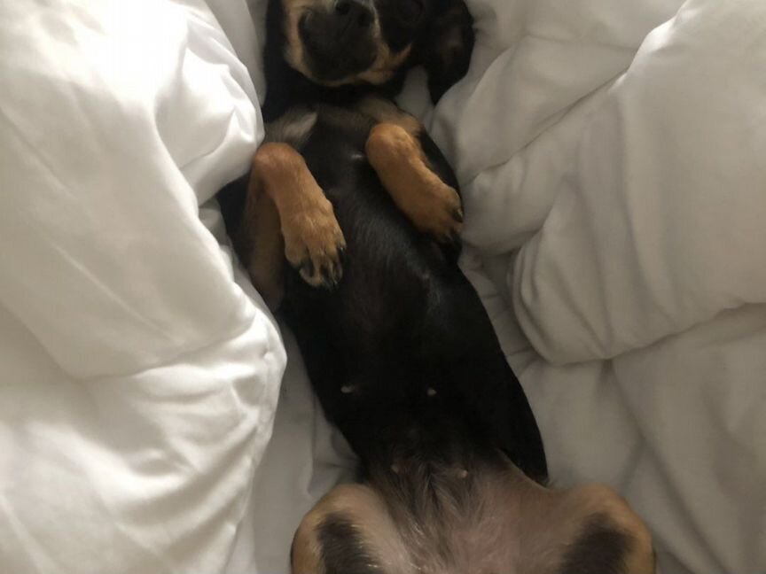 Мини той-терьер