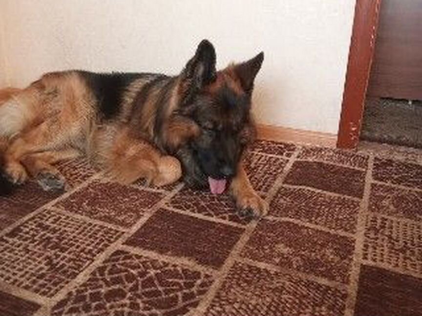 Случка кобеля