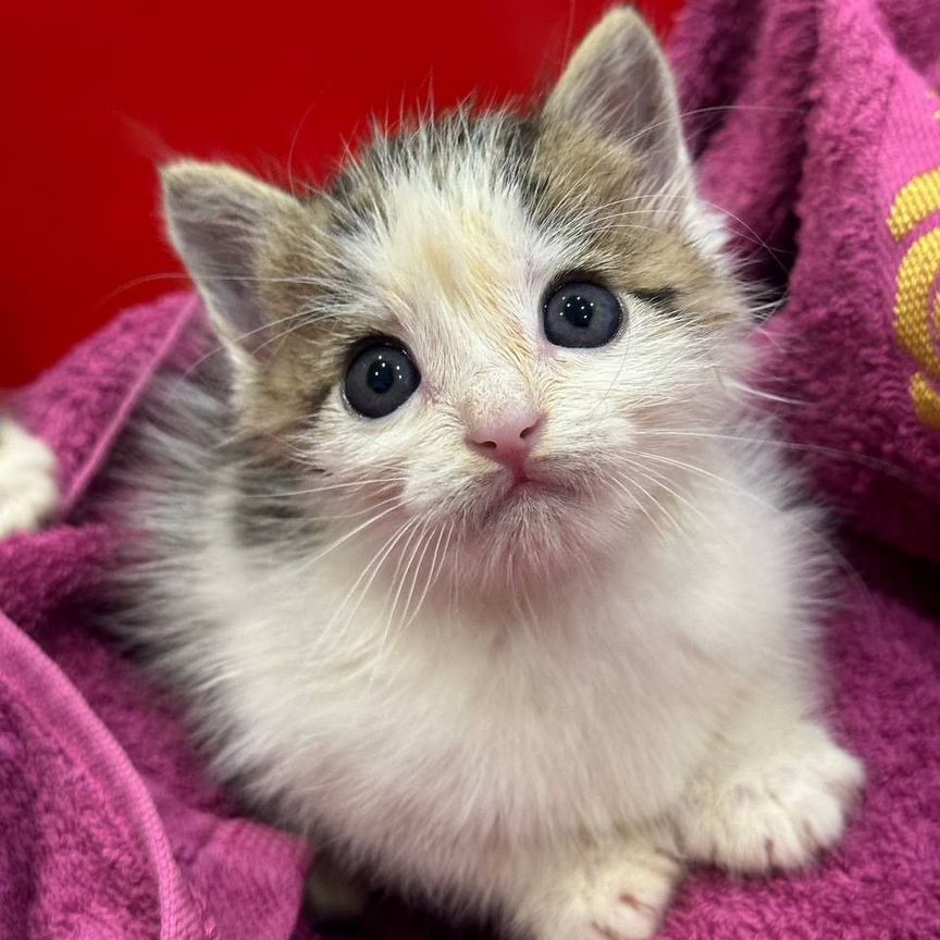 Котенок