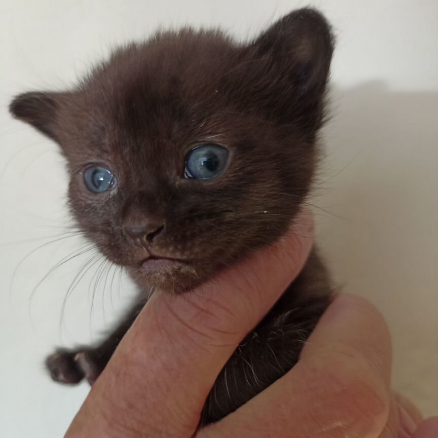 Отдам в добрые руки котёнка