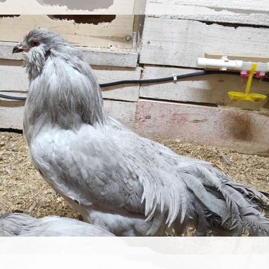 Петушки Амераукана