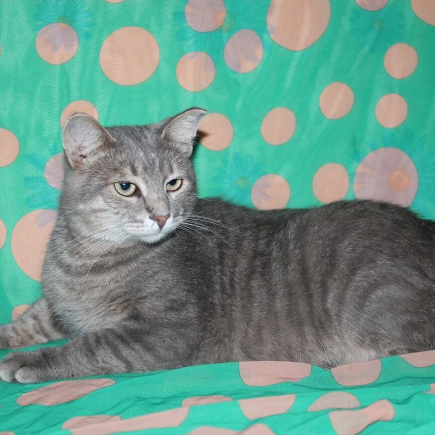 Ищем дом для котика