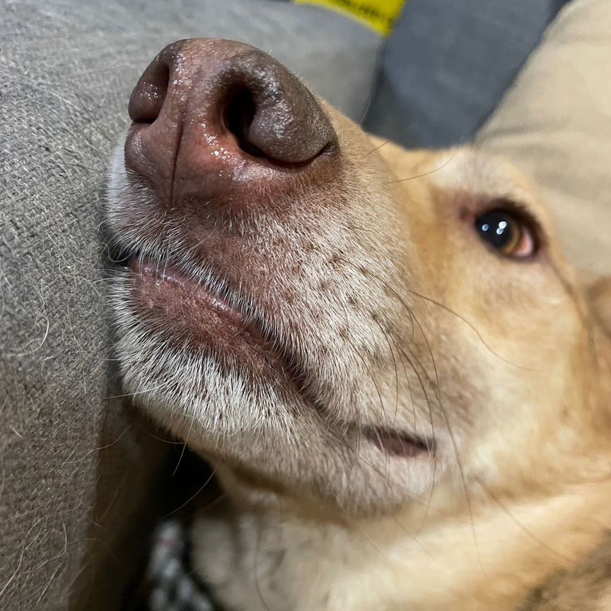 Золотой пес в поисках семьи