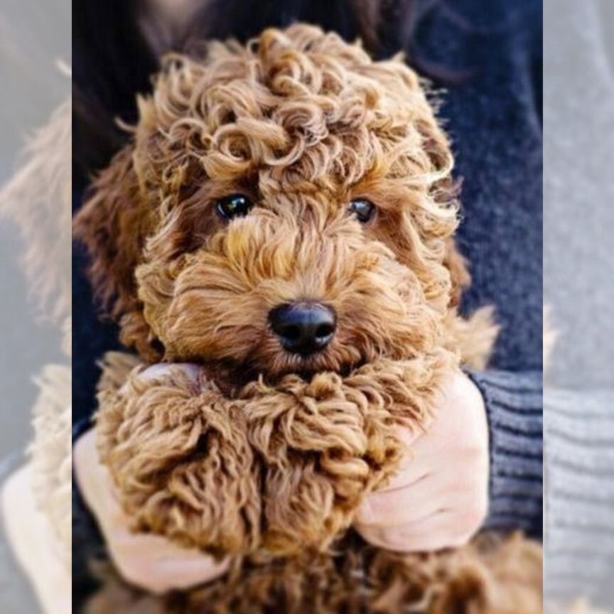 Кокапу, щенок