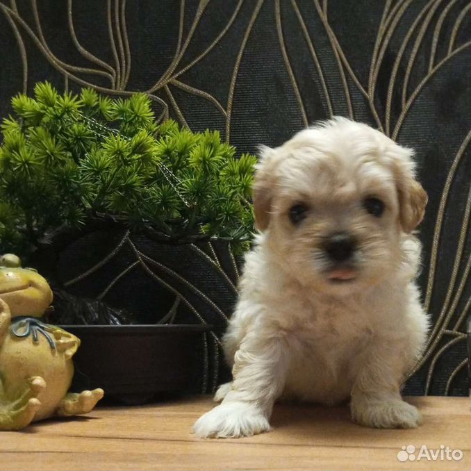 Мальтипусики