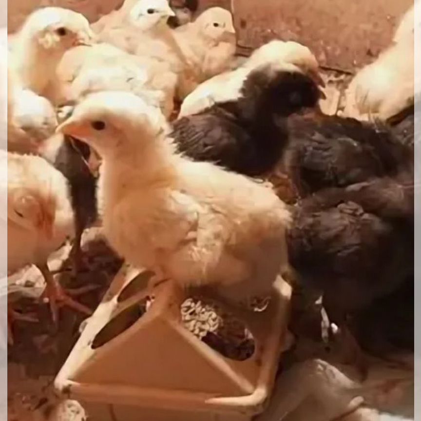 Цыплята кур несушек