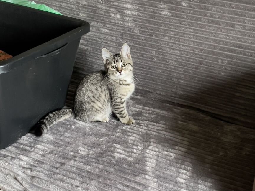 Котенок отдам даром