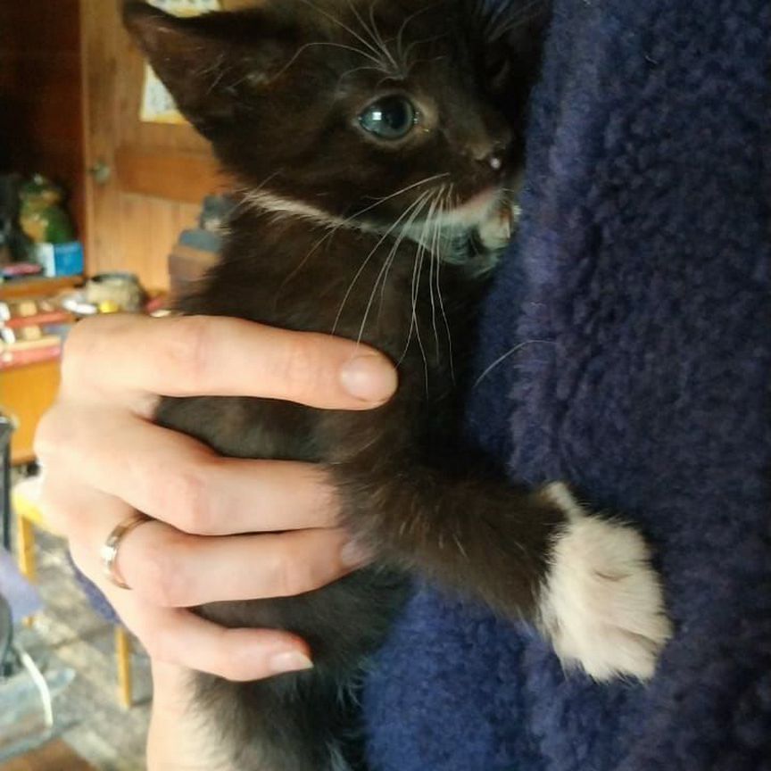 Котёнок