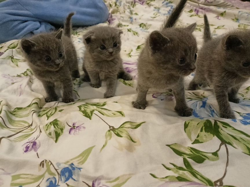 Продаю британских голубых котят