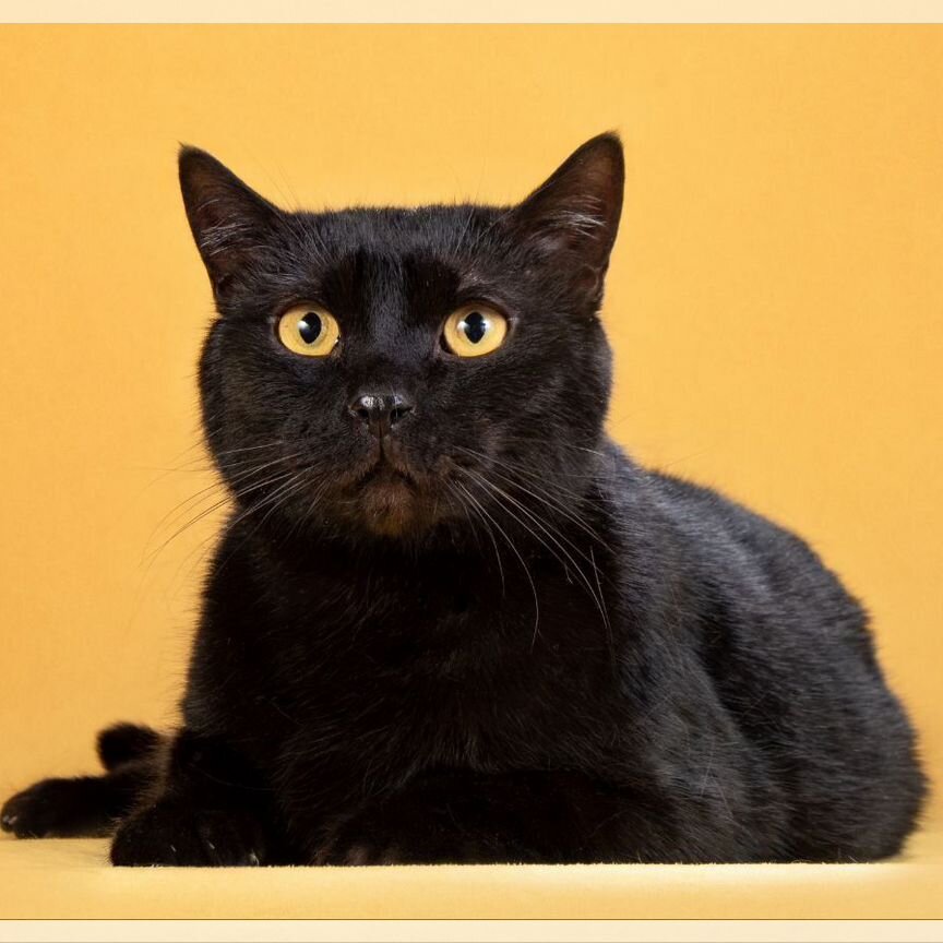 Романтичный кот Берлиоз в дар