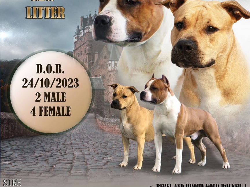 Собаки щенки