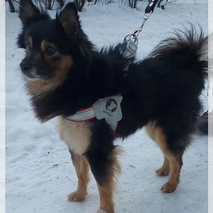 Взрослый пёс в добрые руки