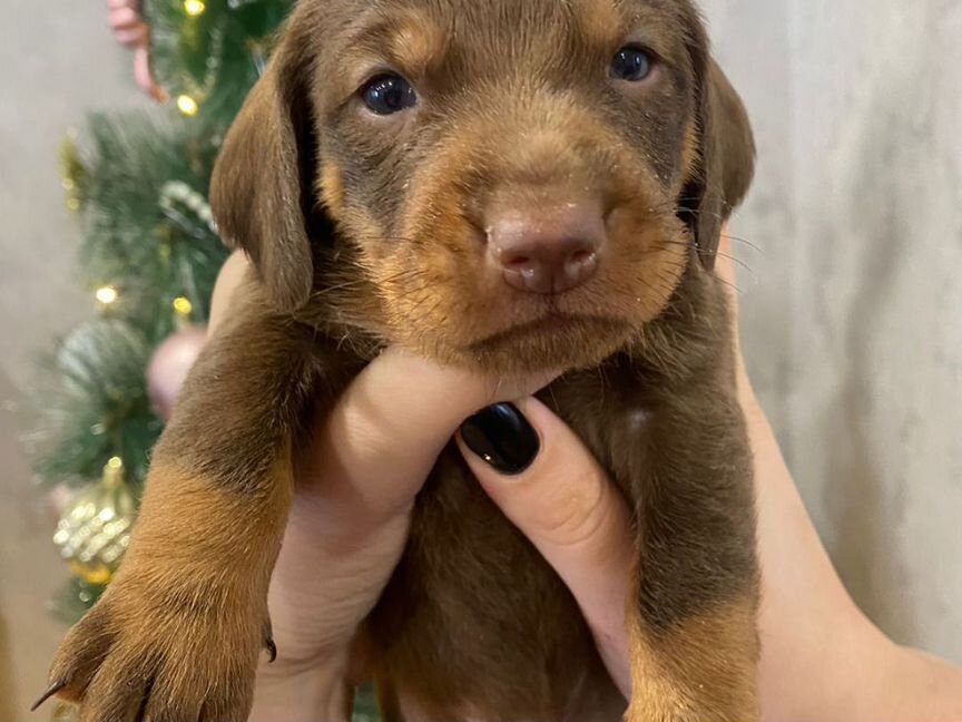 Щенки таксы