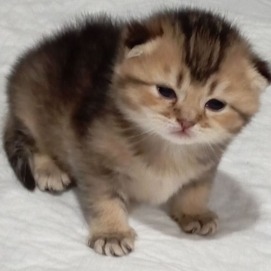 Шотландский вислоухий короткошёрстный котёнок