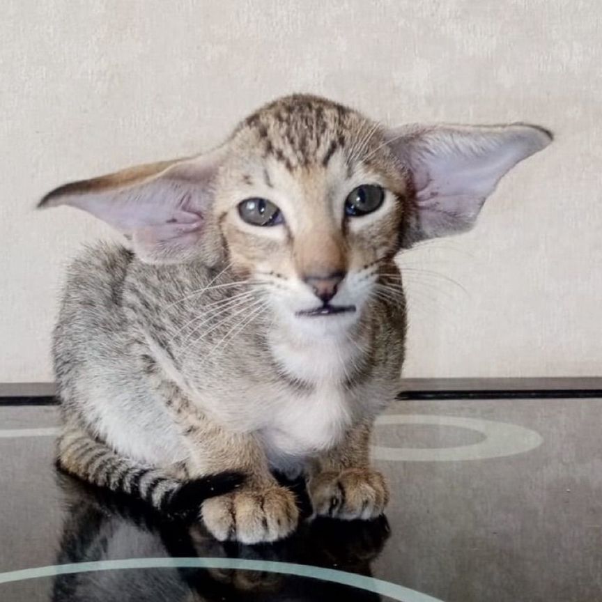 Ориентальная кошка экстрим