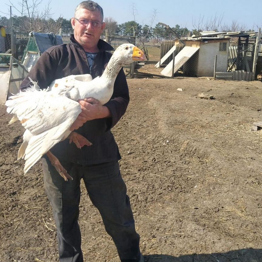 Гуси тульские горбоносые