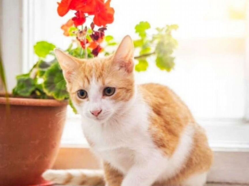 Умненький, ласковый, привитый мальчик