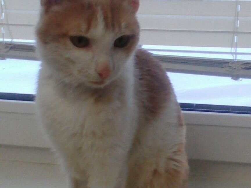 Котики бесплатно в добрые руки