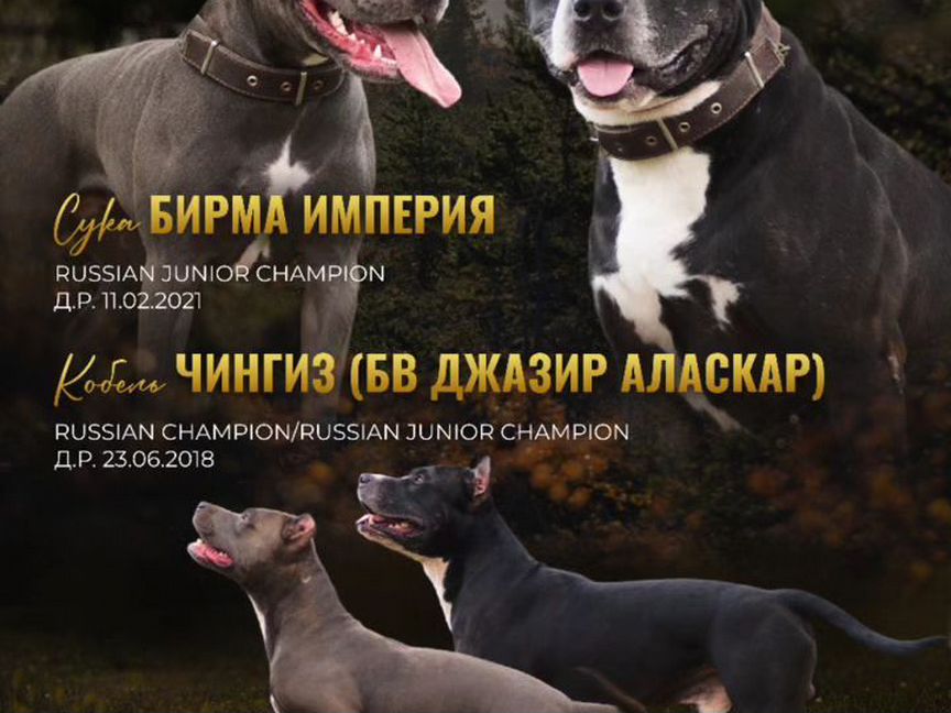 Королевские щенки Американского Питбультерьера