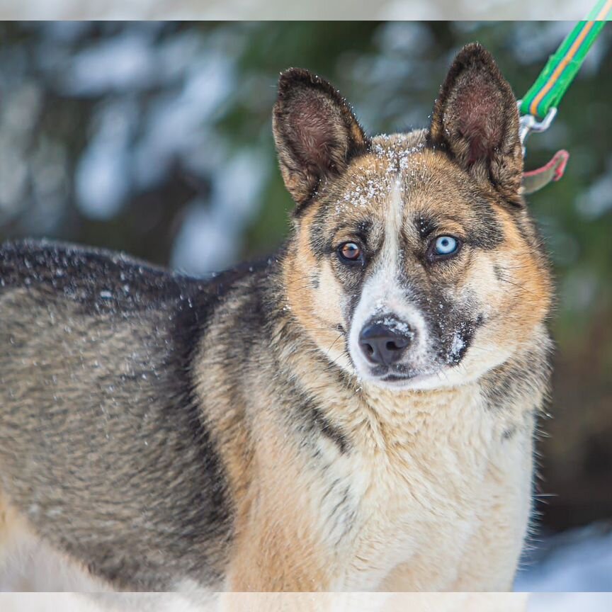 Сибирский хаски, взрослая собака