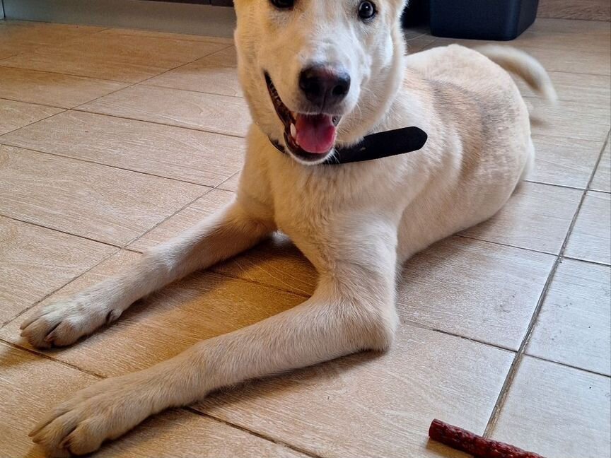 Собака в добрые руки отдам бесплатно