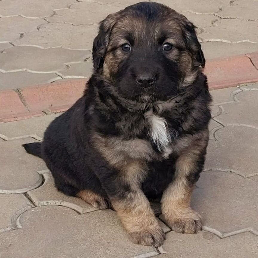 Продам щенка Кавказская овчарка