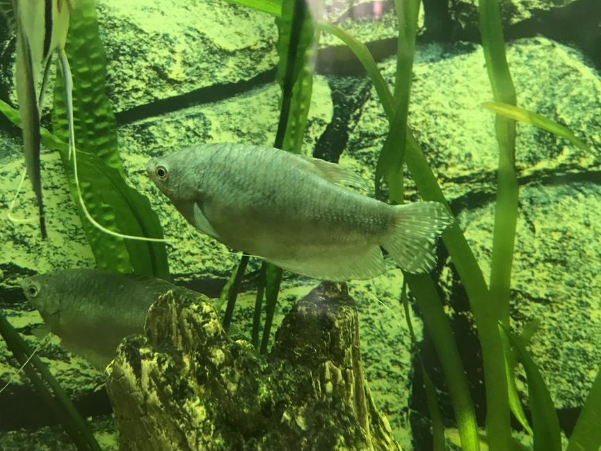 4 самца мраморного гурами сильно много самцов