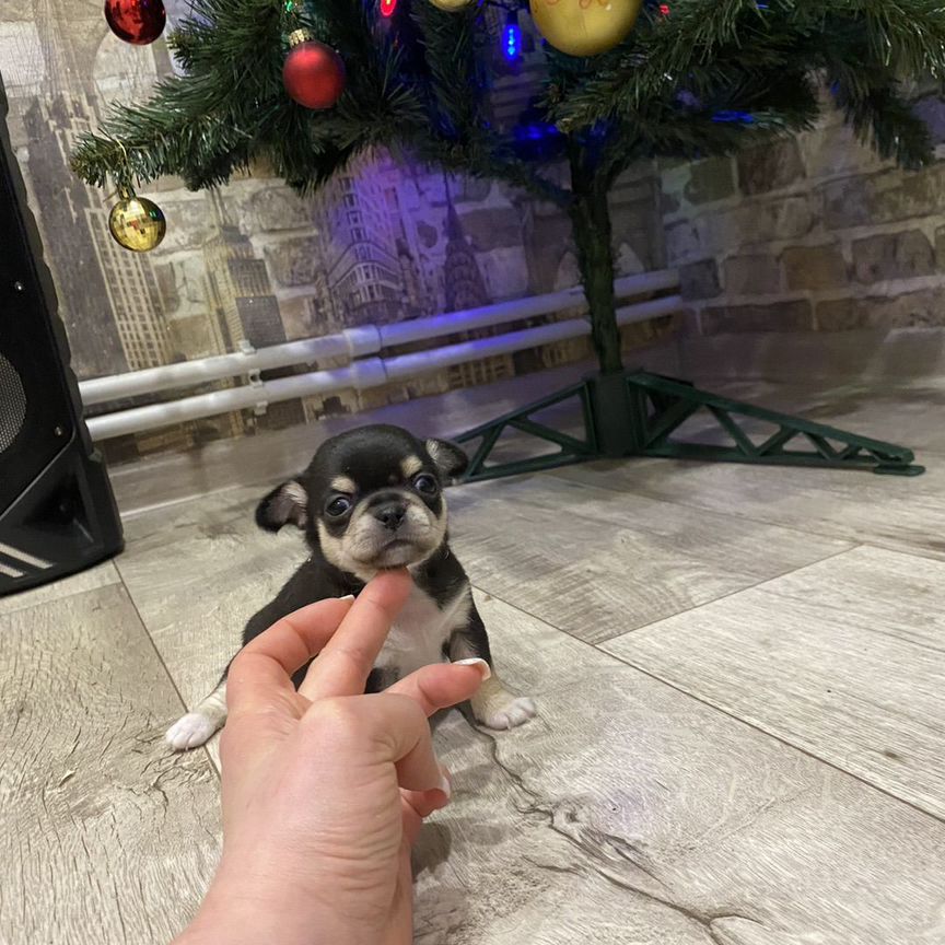 Шикарные чишатки