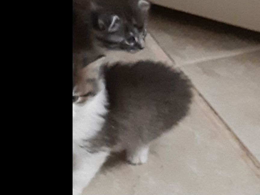 Метисы от кошки шотландки