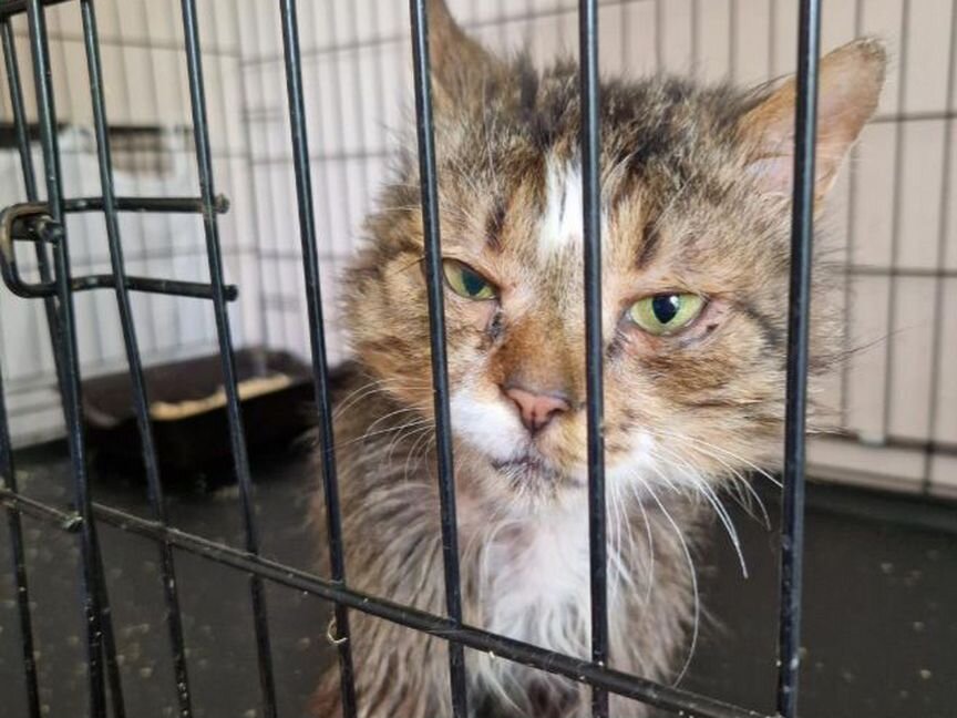 Котик с Донбасса ищет свою семью