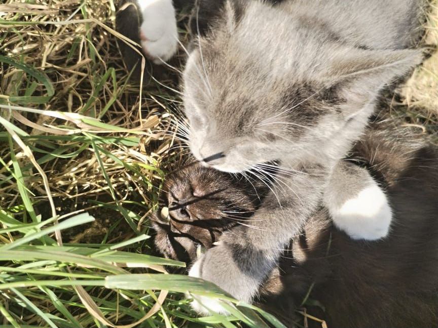 Ласковый комочек счастья в дом