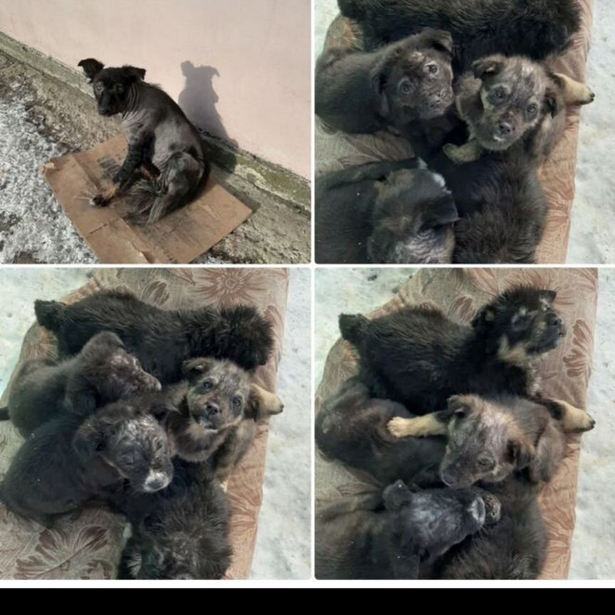 Бедные малышики ждут помощи от людей
