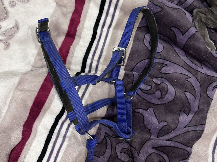 Недоуздок для жеребенка