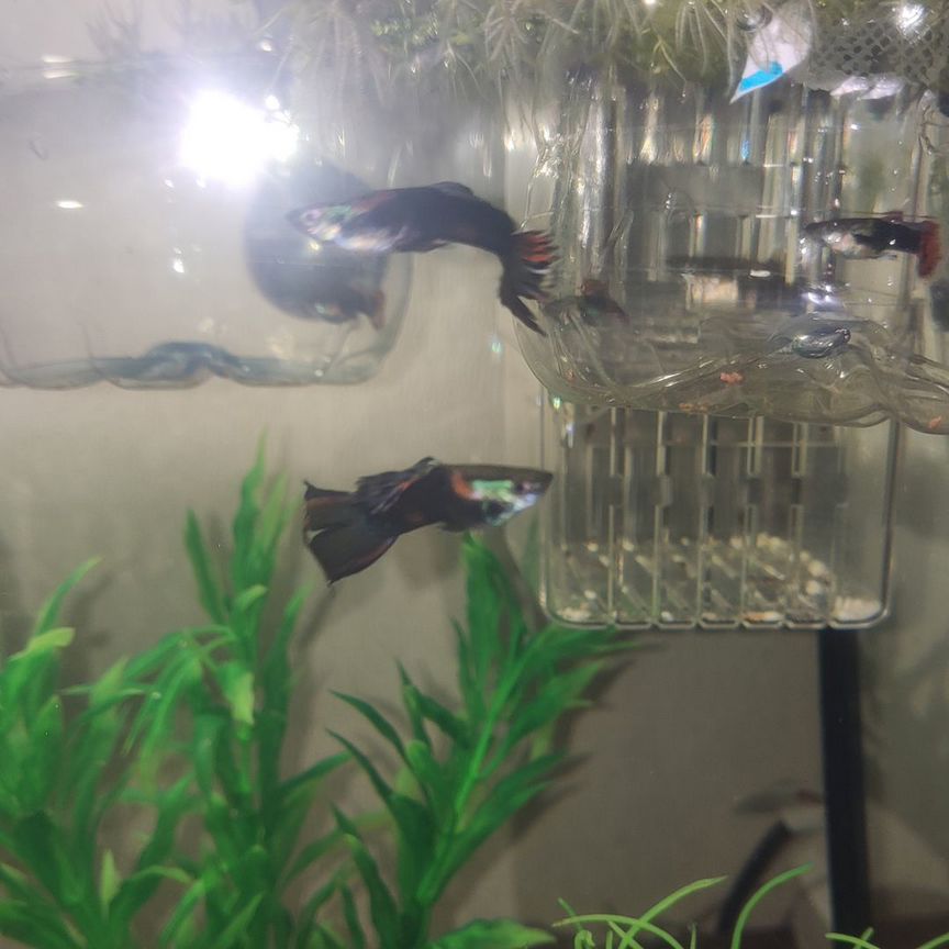 Гуппи самцы отдам