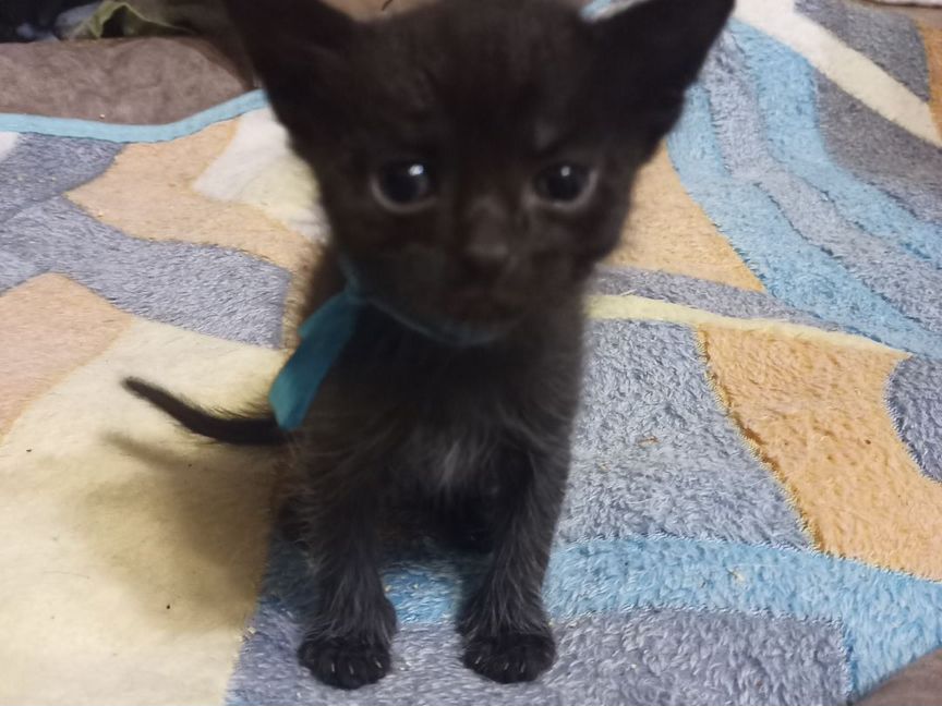 Котята черненькие