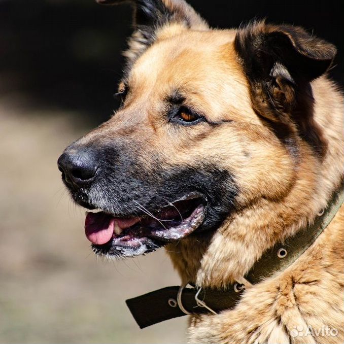 Джек В поисках дома