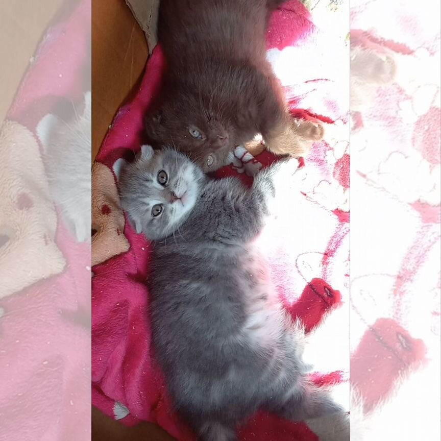 Шотландские вислоухие котята
