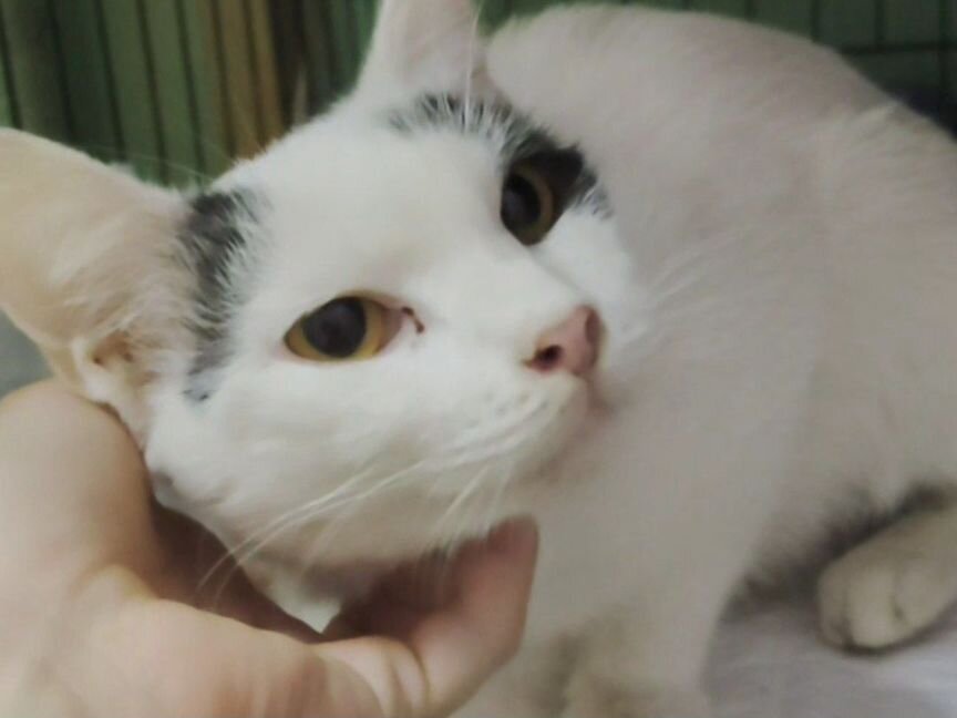 Кошечка Амелия не хочет возвращаться на улицу