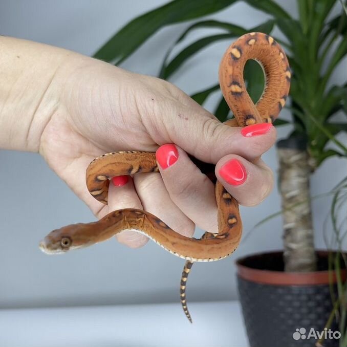 Маисовый полоз лысый Okeetee Scaleless