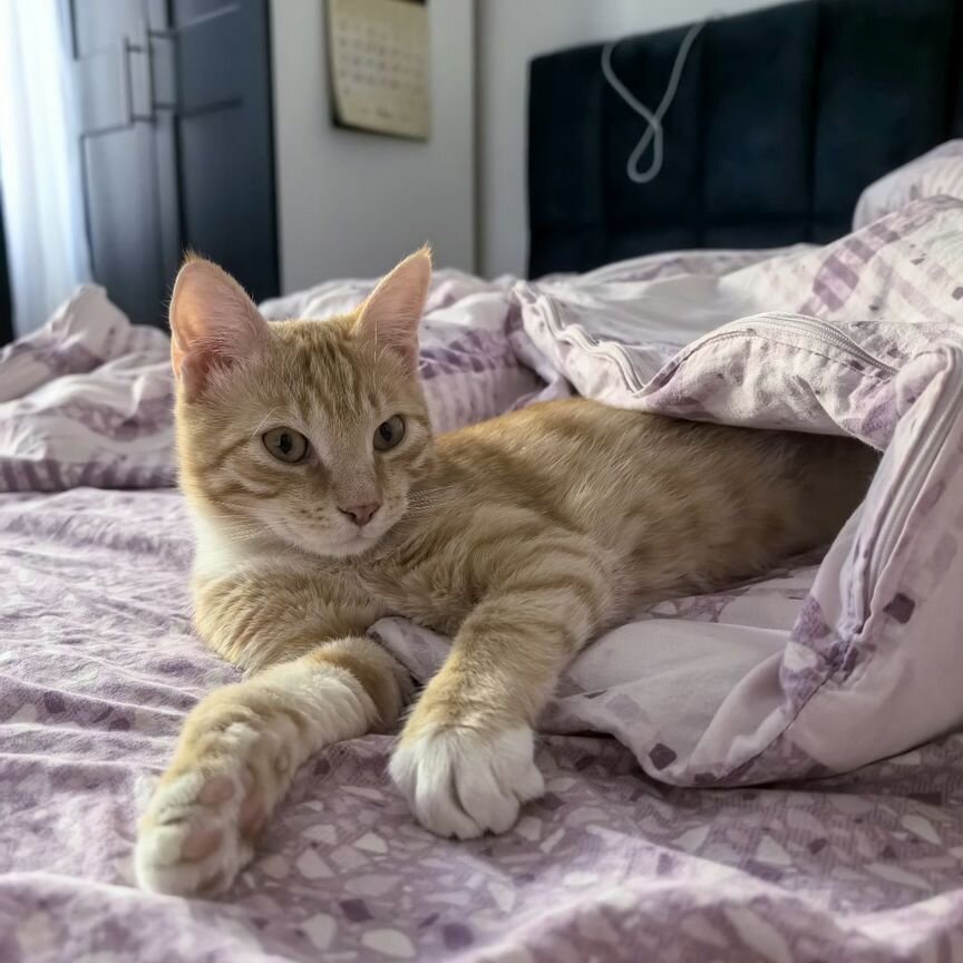 Рыжий котенок в добрые руки