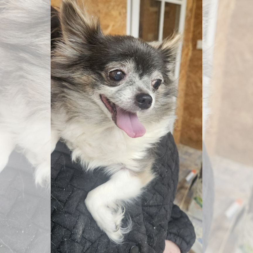 Чихуахуа, взрослая собака