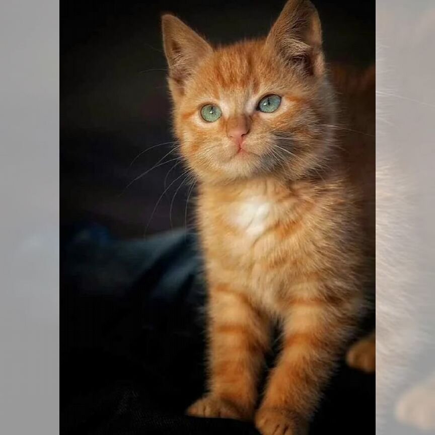 Красный котенок