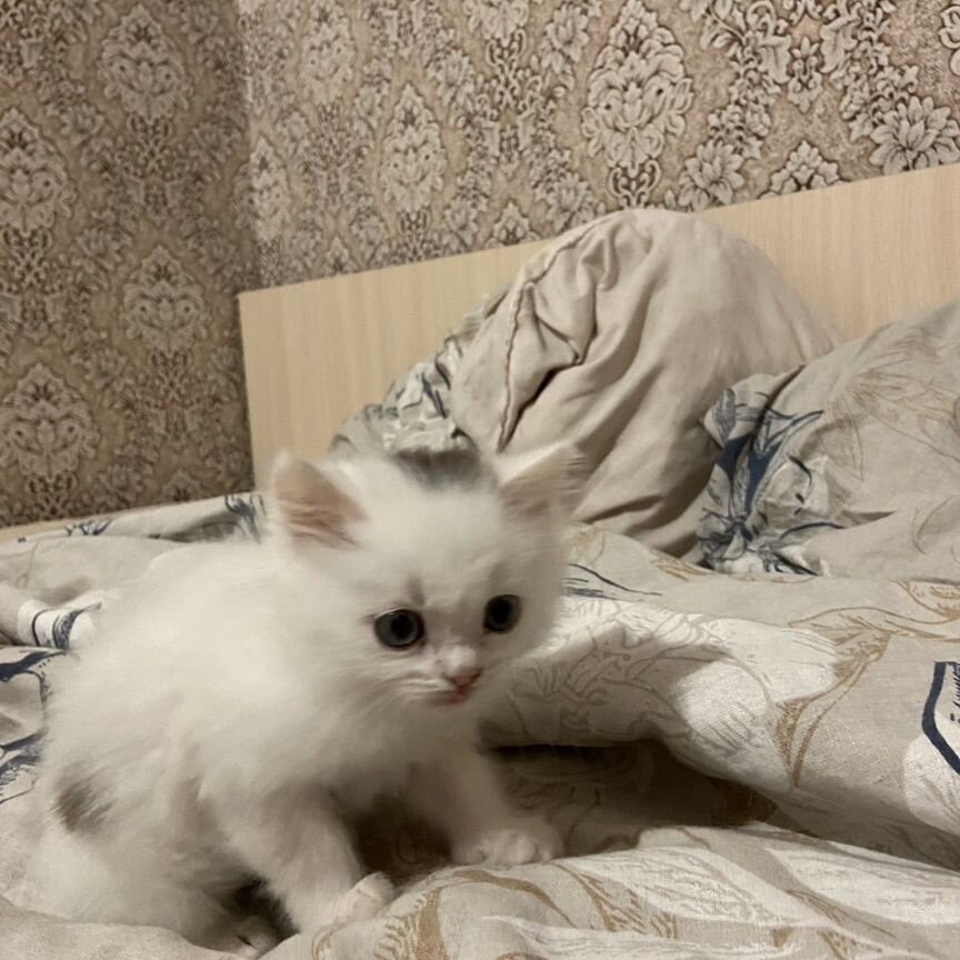 Отдам в добрые руки ласкового и игривого котенка