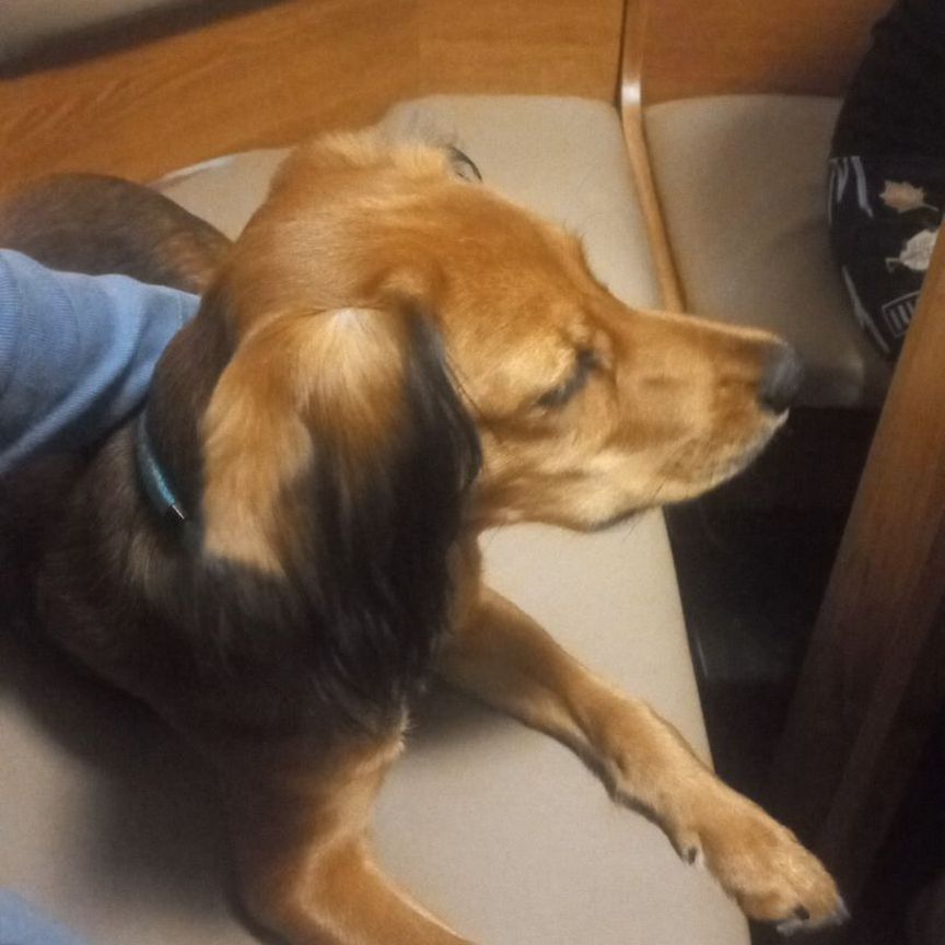 Собака в добрые руки отдам бесплатно