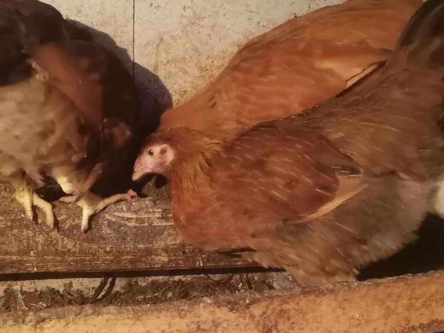 Куры молодки несушки