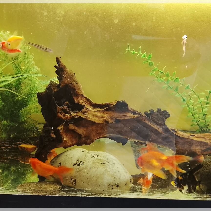 Золотые рыбки