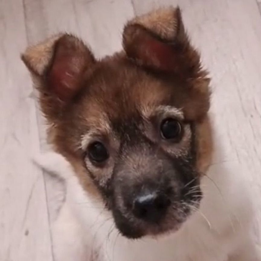 Щенок девочка ищет дом