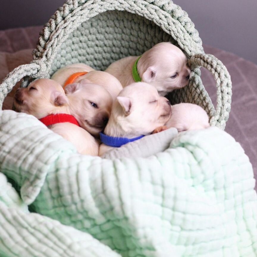 Щенки чихуахуа