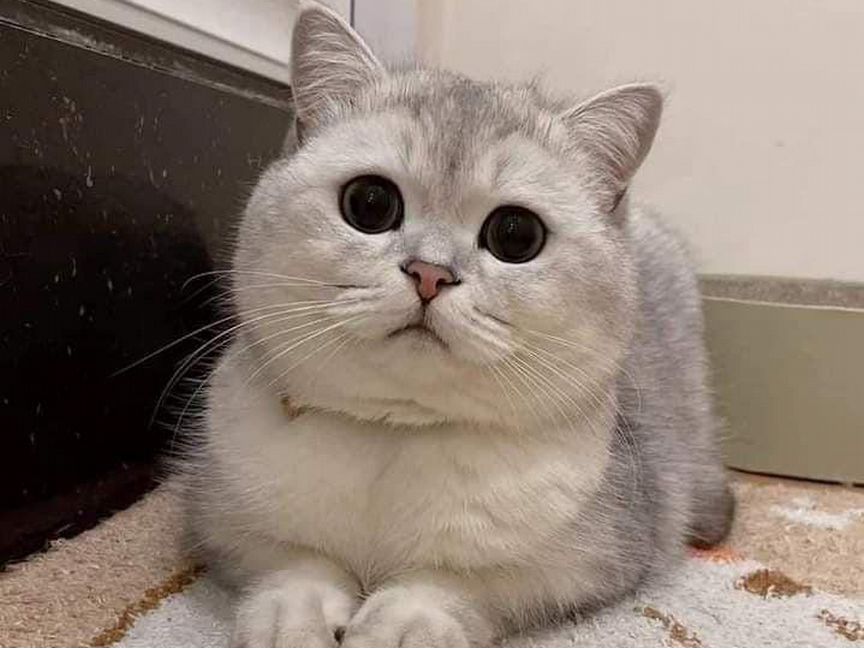 Отдам котенка Британская