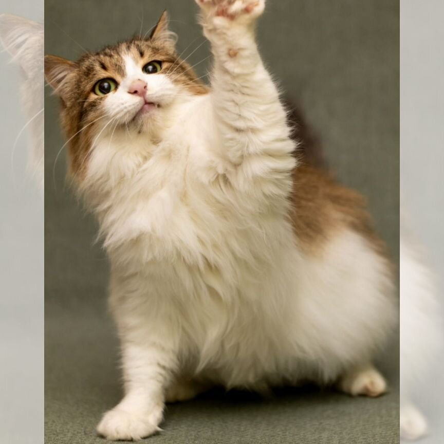 Взрослая, кошка в добрые руки